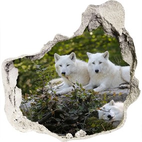 Wallmuralia Fototapeta díra na zeď Bílí vlci skála 75x75 cm