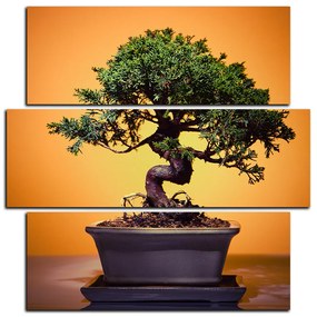 Obraz na plátně - Bonsai - čtverec 3244D (105x105 cm)