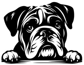 Samolepka pes Bulldog