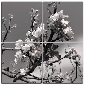 Obraz na plátně - Kvetoucí jabloň - čtverec 347ČD (60x60 cm)