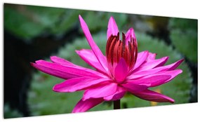Obraz květu (100x40cm)
