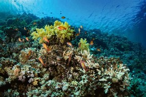 DIMEX | Samolepicí vliesová fototapeta na zeď Krásné korály MA-5-0530 | 375 x 250 cm | modrá, béžová, žlutá