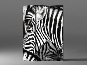 Liox Černobílý paraván zebry Rozměr: 135 x 180 cm