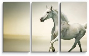 Sablio Obraz - 3-dílný Bílý kůň 2 - 120x80 cm