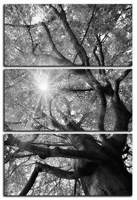 Obraz na plátně - Slunce přes větve stromu - obdélník 7240QB (90x60 cm  )