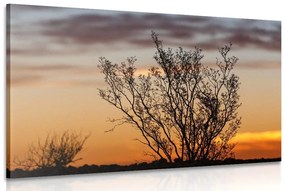 Obraz větvičky v západu slunce - 60x40 cm