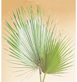 Listy palmy Washingtonia 40 - 60 cm