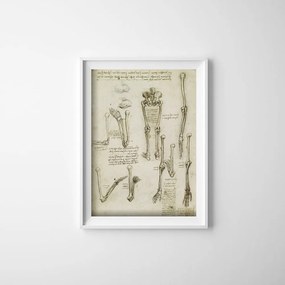 Designovy plakát Anatomical da vinci kosti