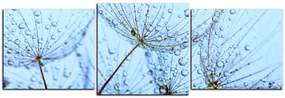 Obraz na plátně - Pampelišková semínka s kapkami vody - panoráma 5202D (150x50 cm)