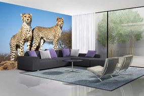 DIMEX | Samolepicí vliesová fototapeta na zeď Mladí gepardi MA-5-0572 | 375 x 250 cm | modrá, béžová, hnědá