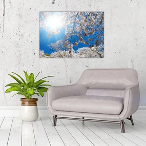 Skleněný obraz - Třešňové květy (70x50 cm)