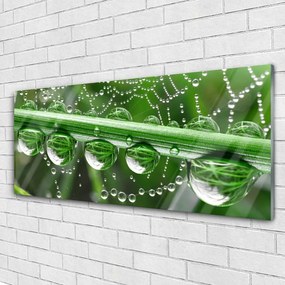 akrylový obraz Pavučina Kapka Rostlina 125x50 cm