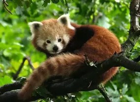 Ravensburger Panda červená / 500 dílků / od 12 let