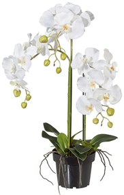 Gasper Orchidej 62cm, bílá, v 15cm plastovém květináči