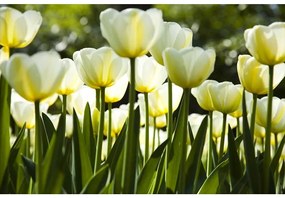 Vliesová fototapeta Bílé tulipány 375 x 250 cm + lepidlo zdarma / MS-5-0127 vliesové fototapety na zeď DIMEX