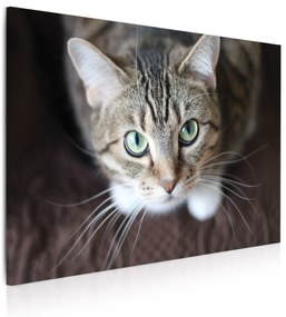 Malvis ® Obraz Pohled kočky Velikost (šířka x výška): 60x40 cm