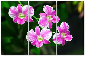 Malvis ® Vícedílný obraz - Orchidej v přírodě Velikost: 120x80 cm