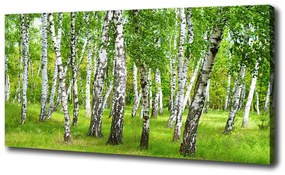Wallmuralia Foto obraz na plátně Břízový les 100x50
