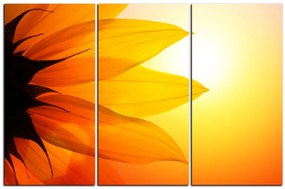 Obraz na plátně - Slunečnice květ 1201B (105x70 cm)