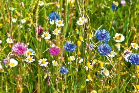 DIMEX | Samolepicí vliesová fototapeta na zeď Divoké pole květin MA-5-1333 | 375 x 250 cm | zelená, modrá, bílá, růžová