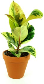 Pokojová rostlina Ficus Elastica Shivereana, průměr 12 cm