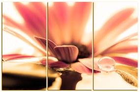 Obraz na plátně - Kapka rosy na lupenech květu 180QB (135x90 cm)