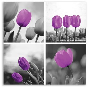 Obraz na plátně Sada fialových tulipánů - 60x60 cm