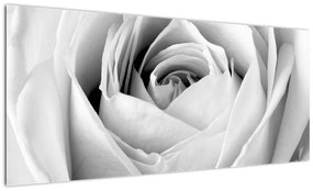 Černobílý obraz růže (100x40cm)