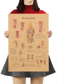 Plakát Anatomie člověka, koleno, č.296, 42 x 30 cm