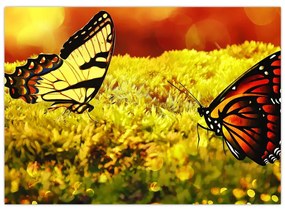 Skleněný obraz motýlů (70x50 cm)