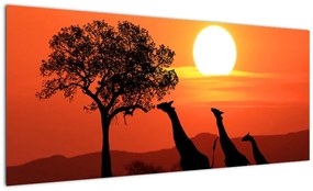 Obraz žirafy při západu slunce (100x40cm)