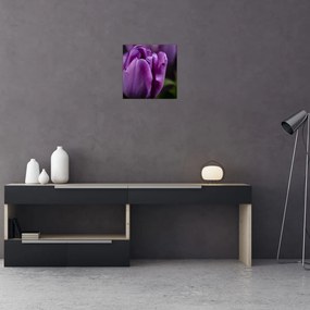Obraz květů tulipánů (30x30 cm)