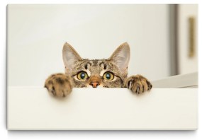 Malvis ® Obraz Kočka Velikost (šířka x výška): 120x80 cm