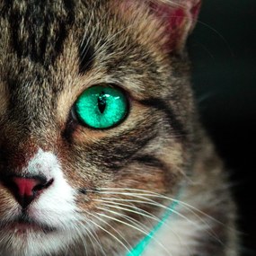 Malvis ® Obraz Kočka se zelenýma očima Velikost (šířka x výška): 90x60 cm