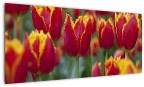 Tulipánové pole - obraz (100x40cm)