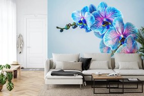 Fototapeta Barevná Orchideje Strukturální vinyl 104x70.5