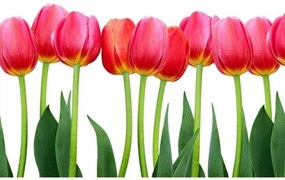 DIMEX | Samolepicí vliesová fototapeta na zeď Tulipány MA-5-0126 | 375 x 250 cm | zelená, červená, bílá