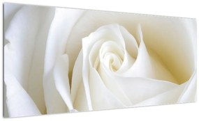Obraz bílé růže (100x40cm)