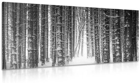 Obraz les zahalen sněhem v černobílém provedení Varianta: 120x60