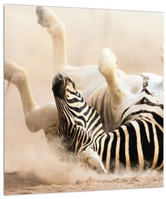 Obraz ležící zebry (30x30 cm)