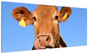 Obraz krávy (100x40cm)