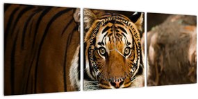 Obraz tygra (s hodinami) (90x30 cm)
