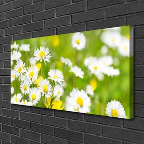 Obraz na plátně Sedmikráska Květ Rostlina 120x60 cm