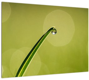 Obraz kapky vody na trávě (70x50 cm)