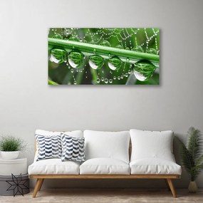 Obraz na plátně Pavučina Kapka Rostlina 125x50 cm
