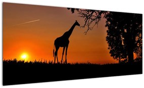 Obraz žirafy v přírodě (100x40cm)