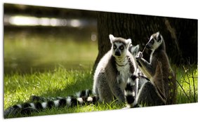 Obraz lemurů (100x40cm)