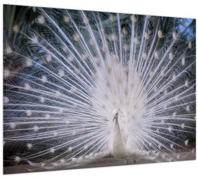 Obraz - Bílý páv (70x50 cm)