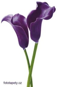 Wizard + Genius Maxiplakát - Purple calla lilies - šířka 115 , výška 175cm, skladem poslední 3 ks !