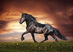 Osamělý kůň - 40 x 50 cm